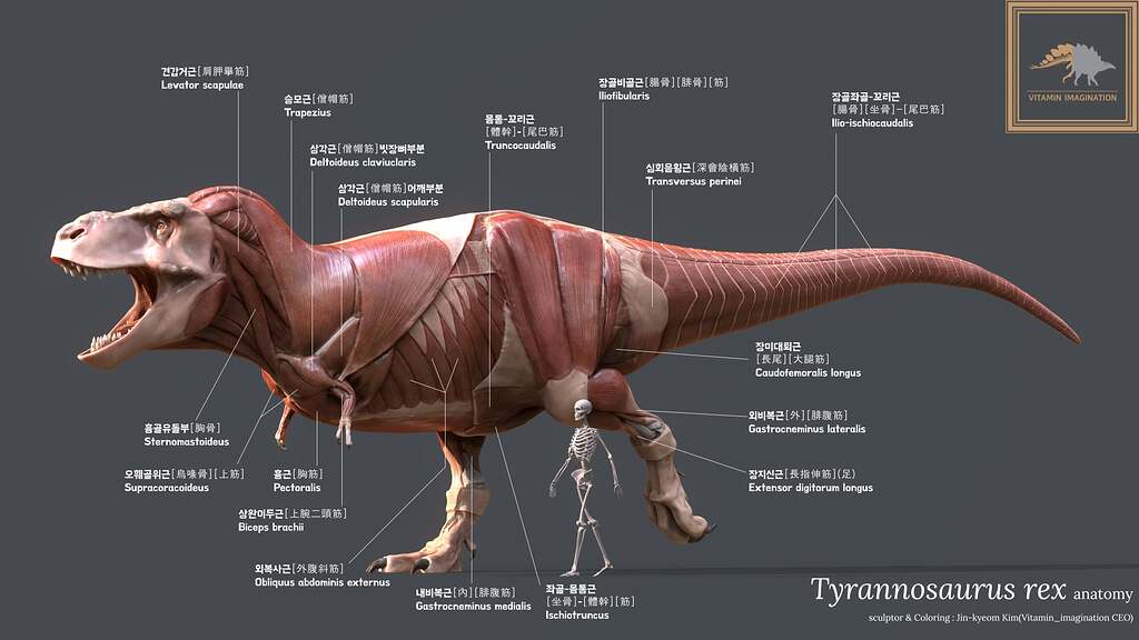 Dinosaur Digestive System Diagram Anatomy Rex Dinosaur Tyran