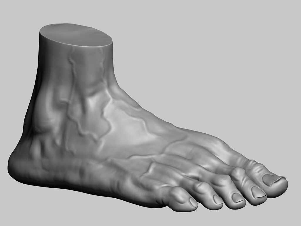 Foot study - ZBrushCentral