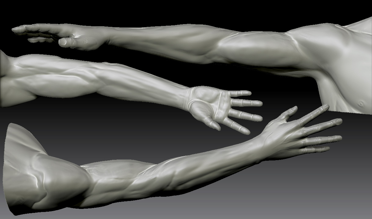 Male Arm Reference