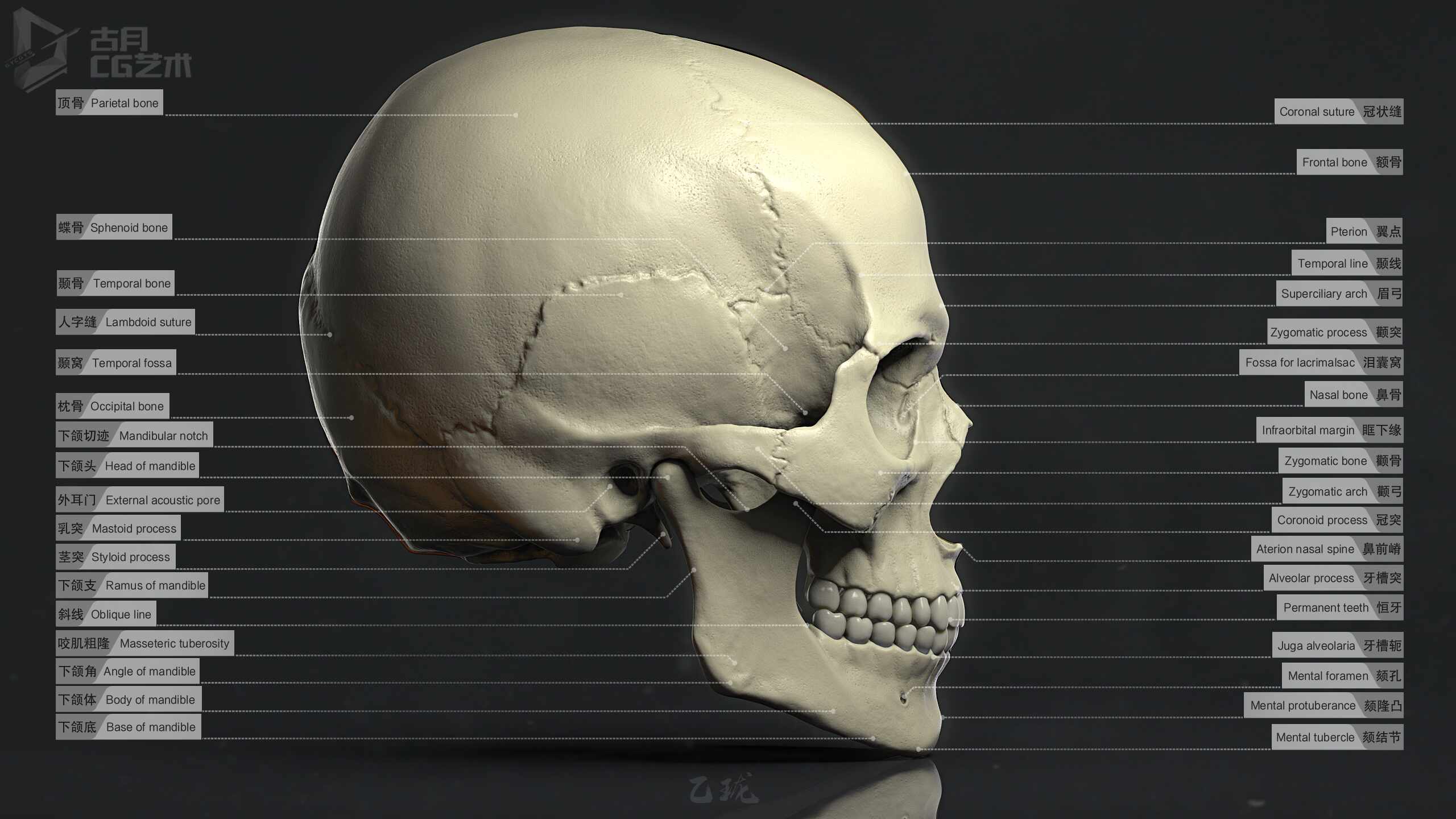 头骨块面解剖 ZBrushCentral