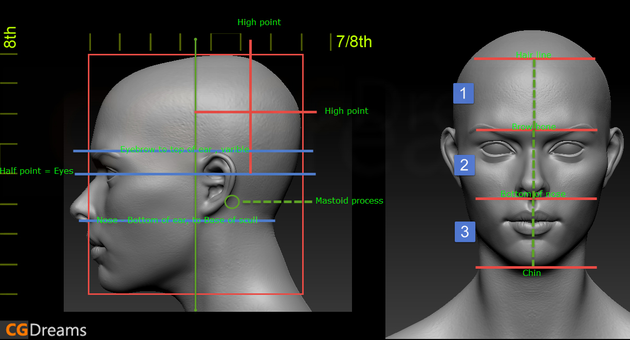 Human Head Profile Proportions Human Head Profile Proportions
