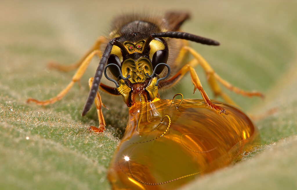 Vespa Vulgaris Tentaculis - ZBrushCentral
