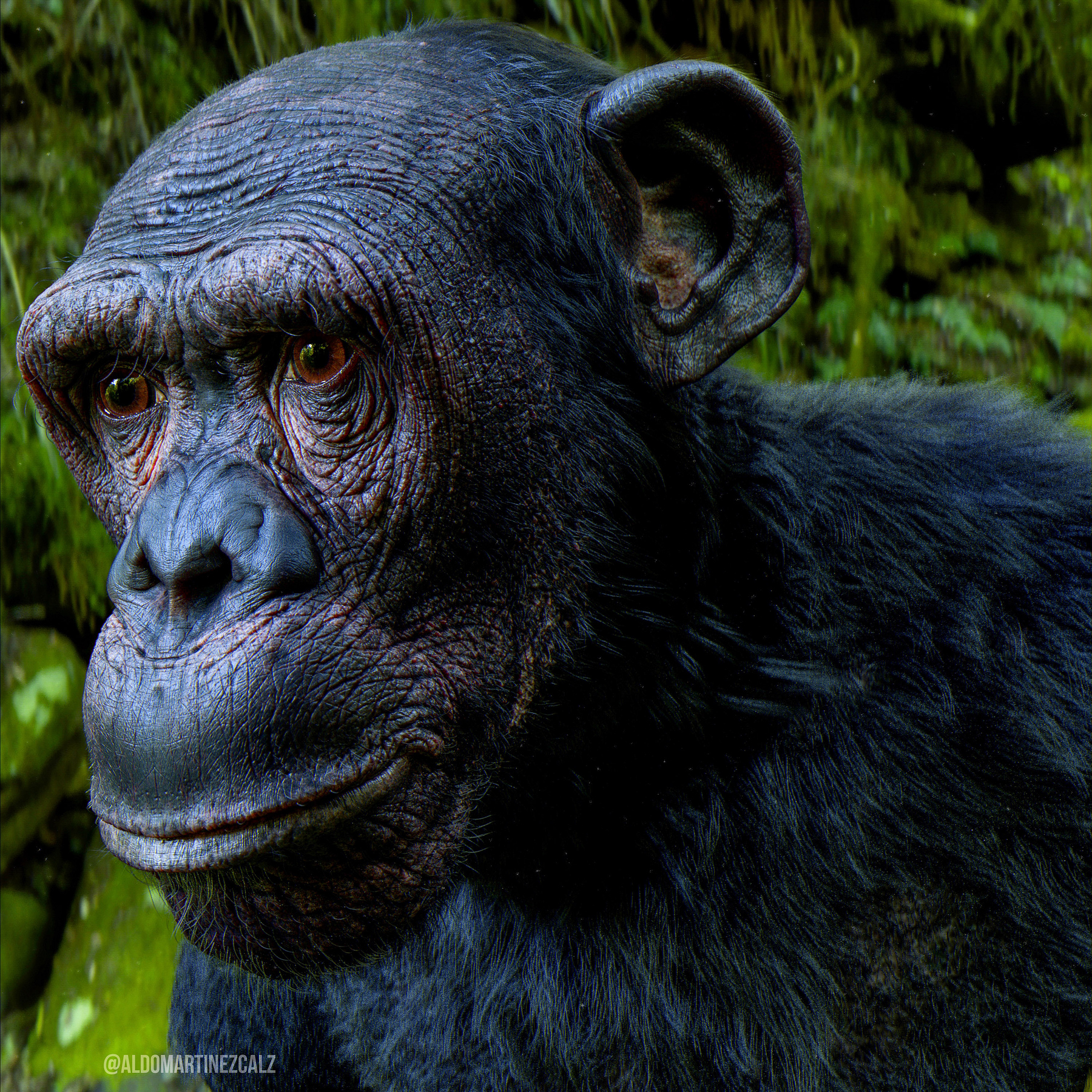 Chimpanzee Render - ZBrushCentral
