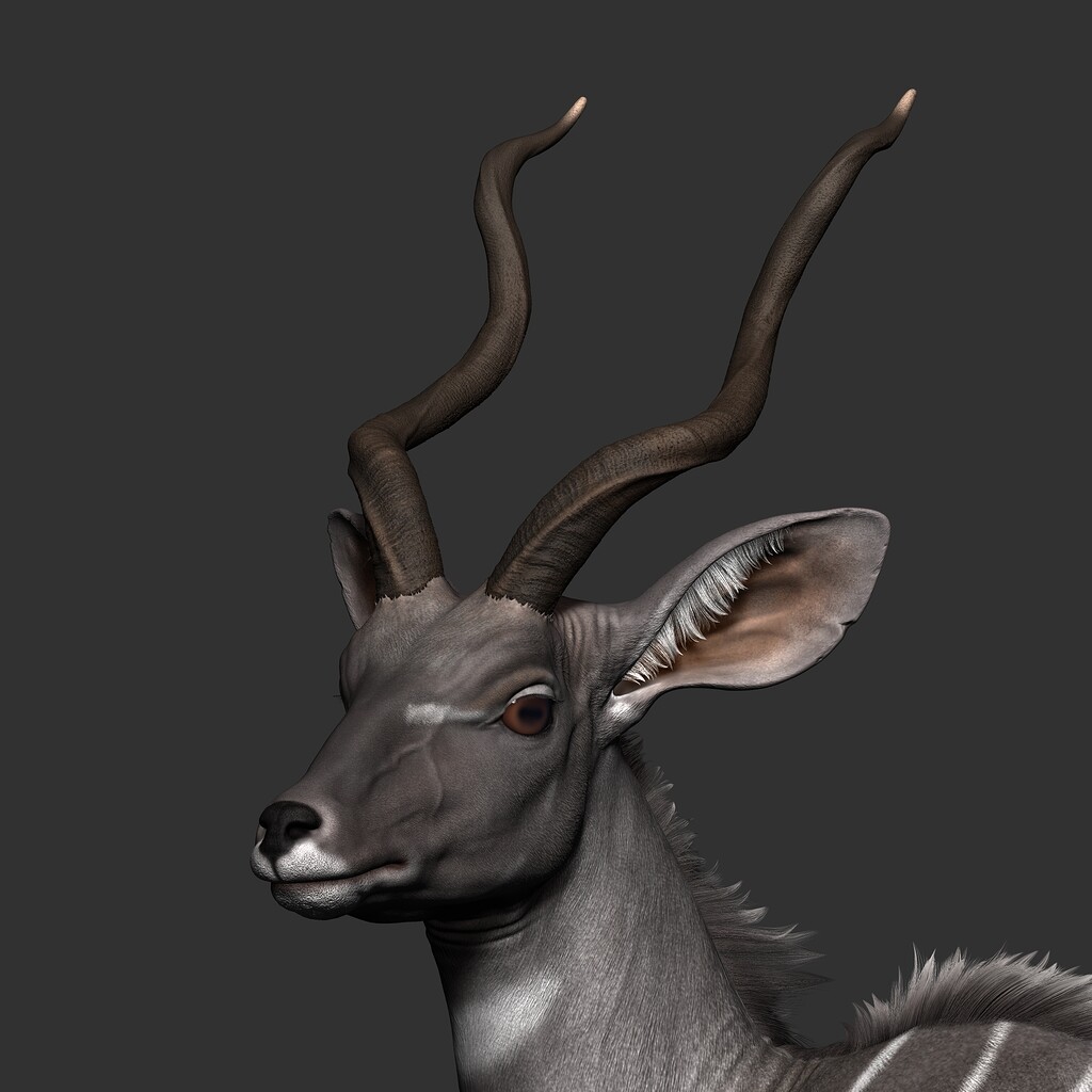 Lesser Kudu : - ZBrushCentral
