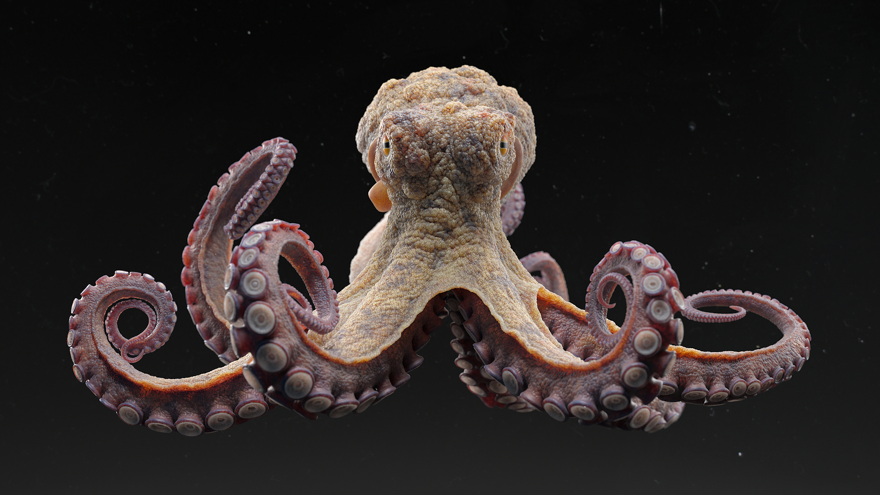 Octo - Personal Project - ZBrushCentral