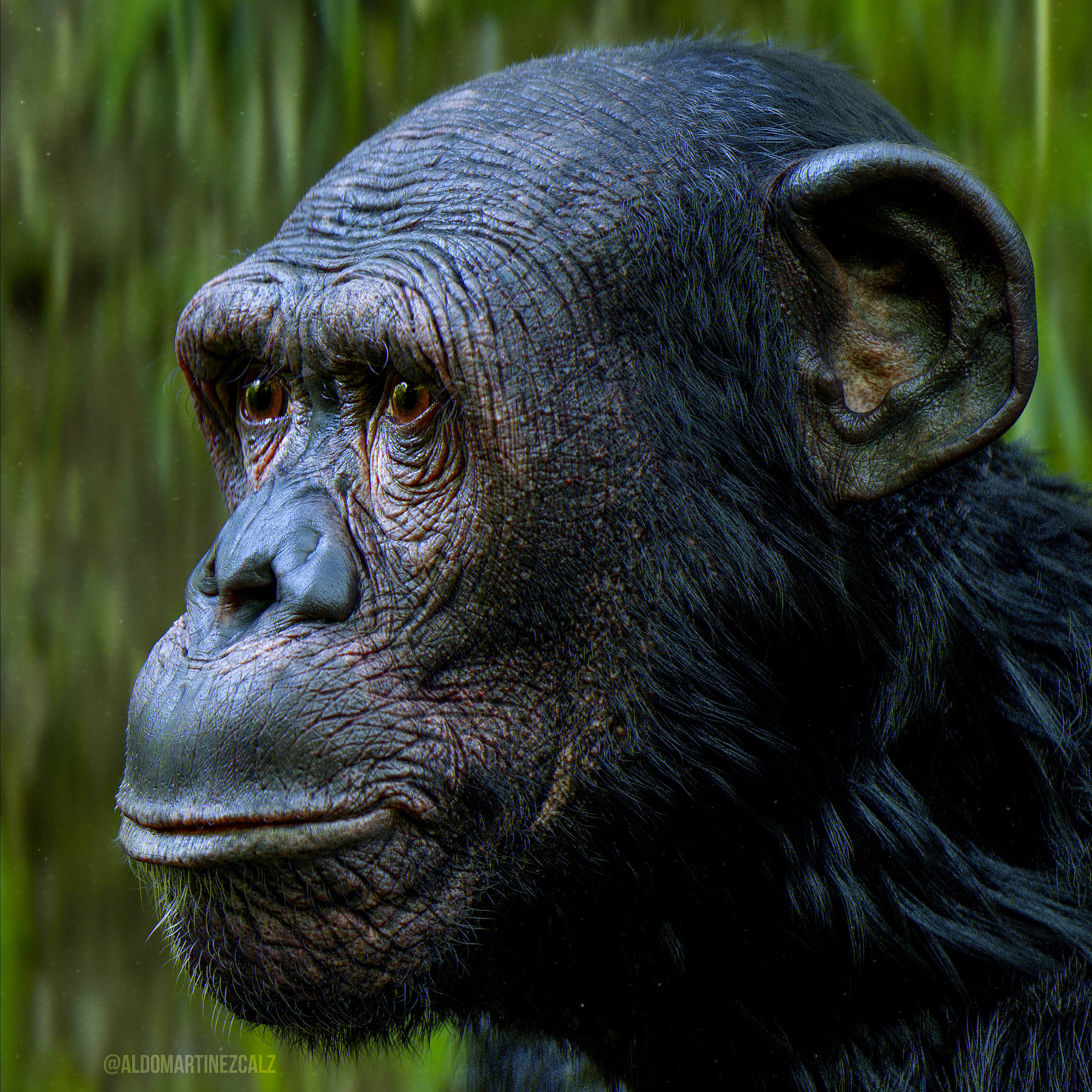 Chimpanzee Render - ZBrushCentral