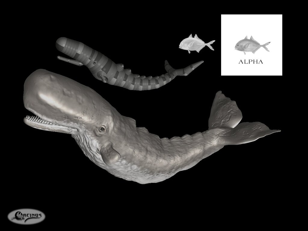 Physeter macrocephalus - ZBrushCentral