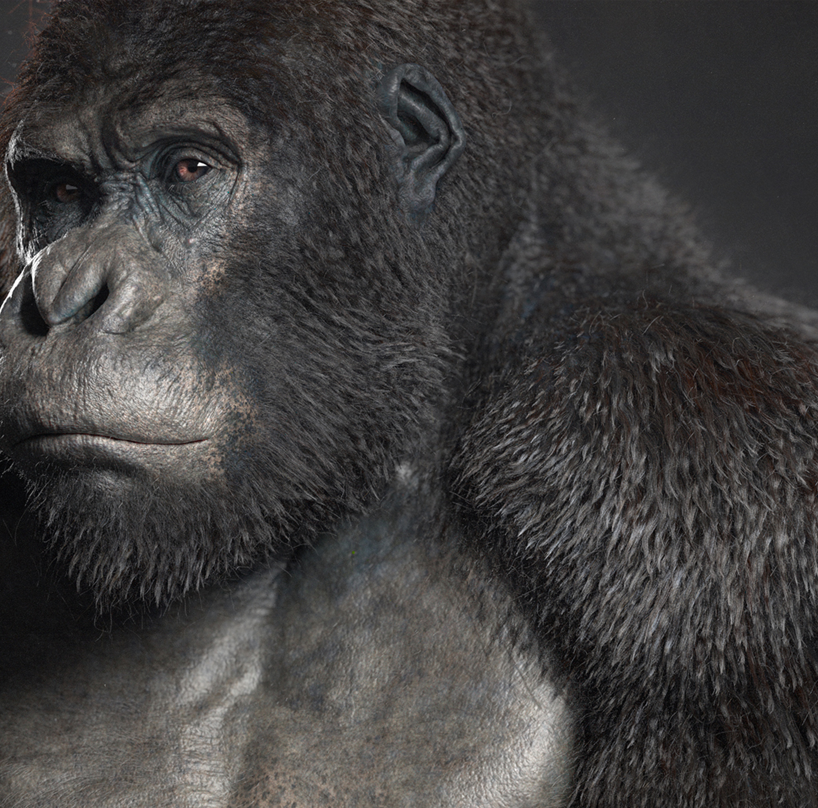 Ape - Björn Arvidsson - ZBrushCentral
