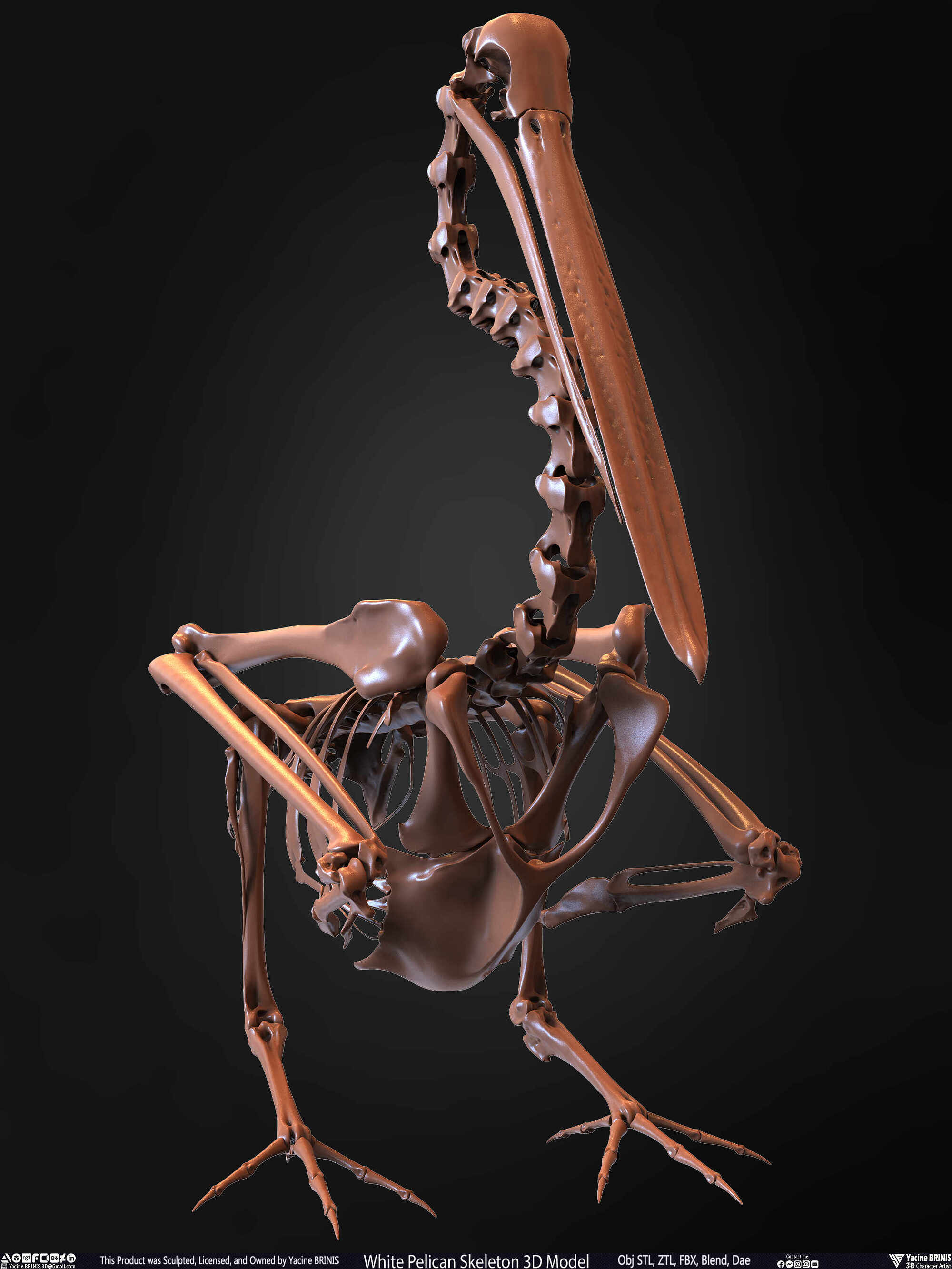 White Pelican Skeleton 3D Model - ZBrushCentral