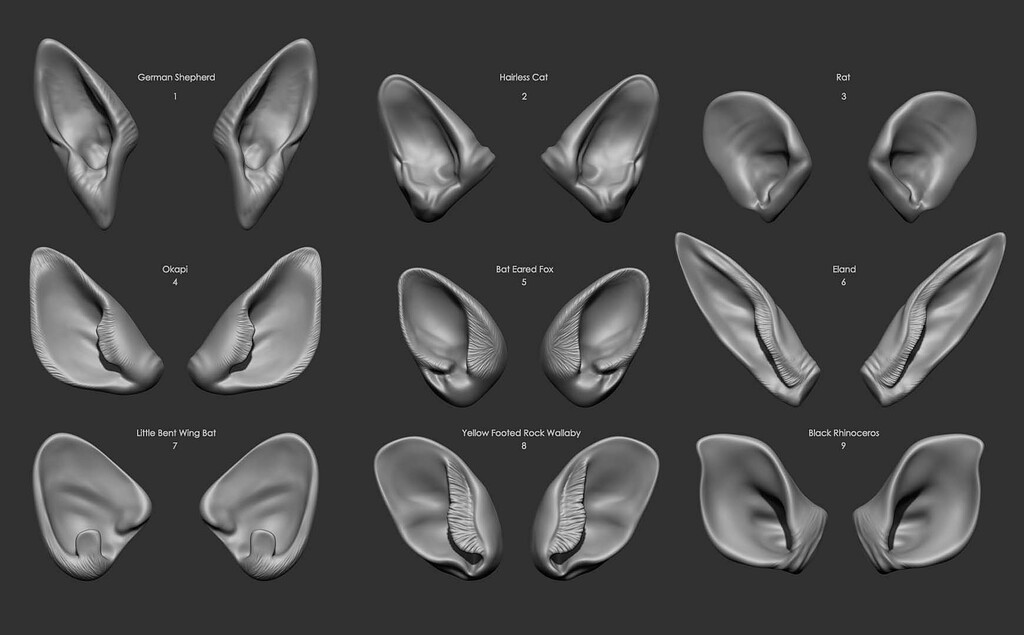 Study: Creature Ears - ZBrushCentral