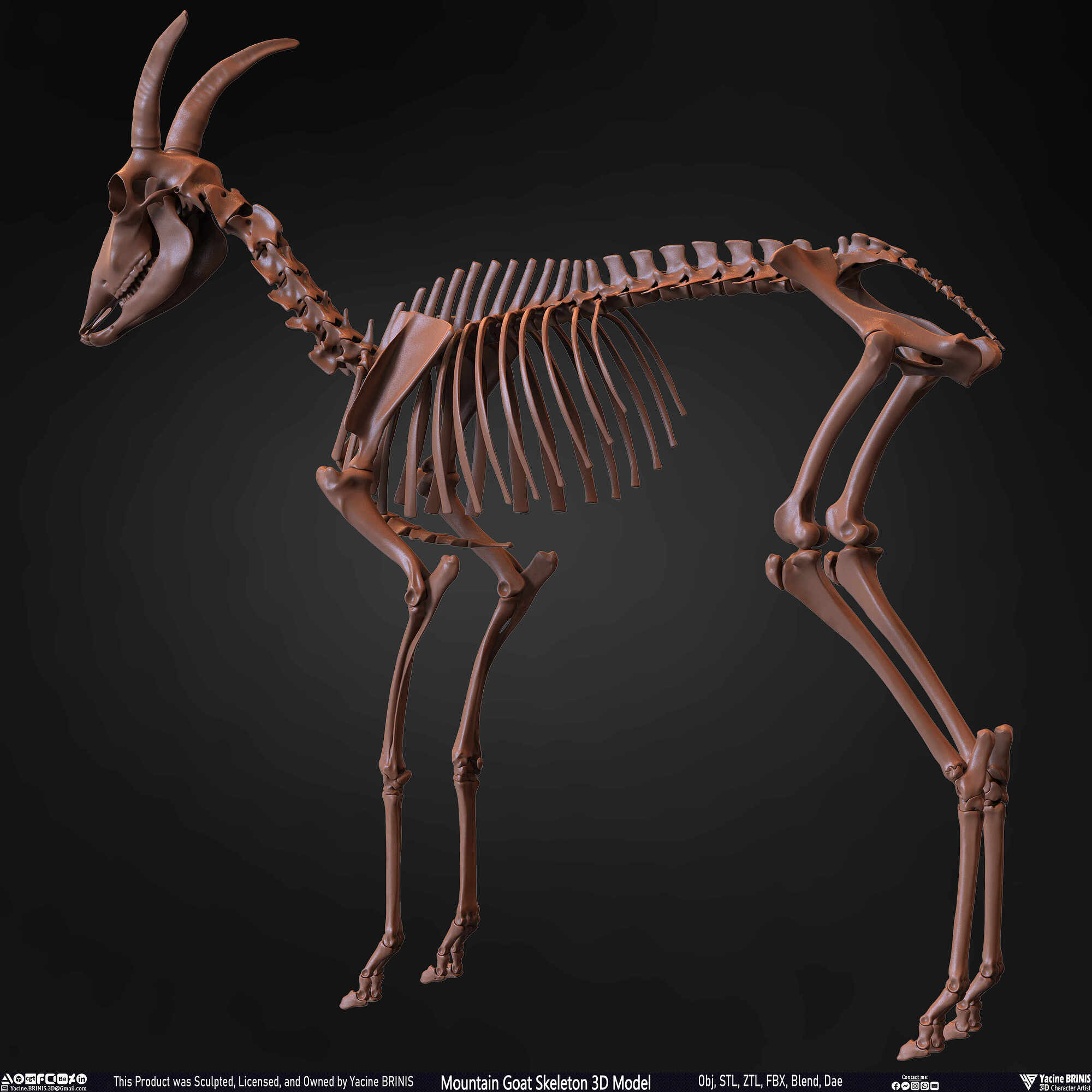 Mountain Goat Skeleton 3D Model - ZBrushCentral