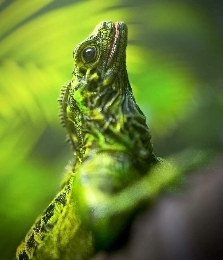 Phillipine Sailfin Lizard - ZBrushCentral