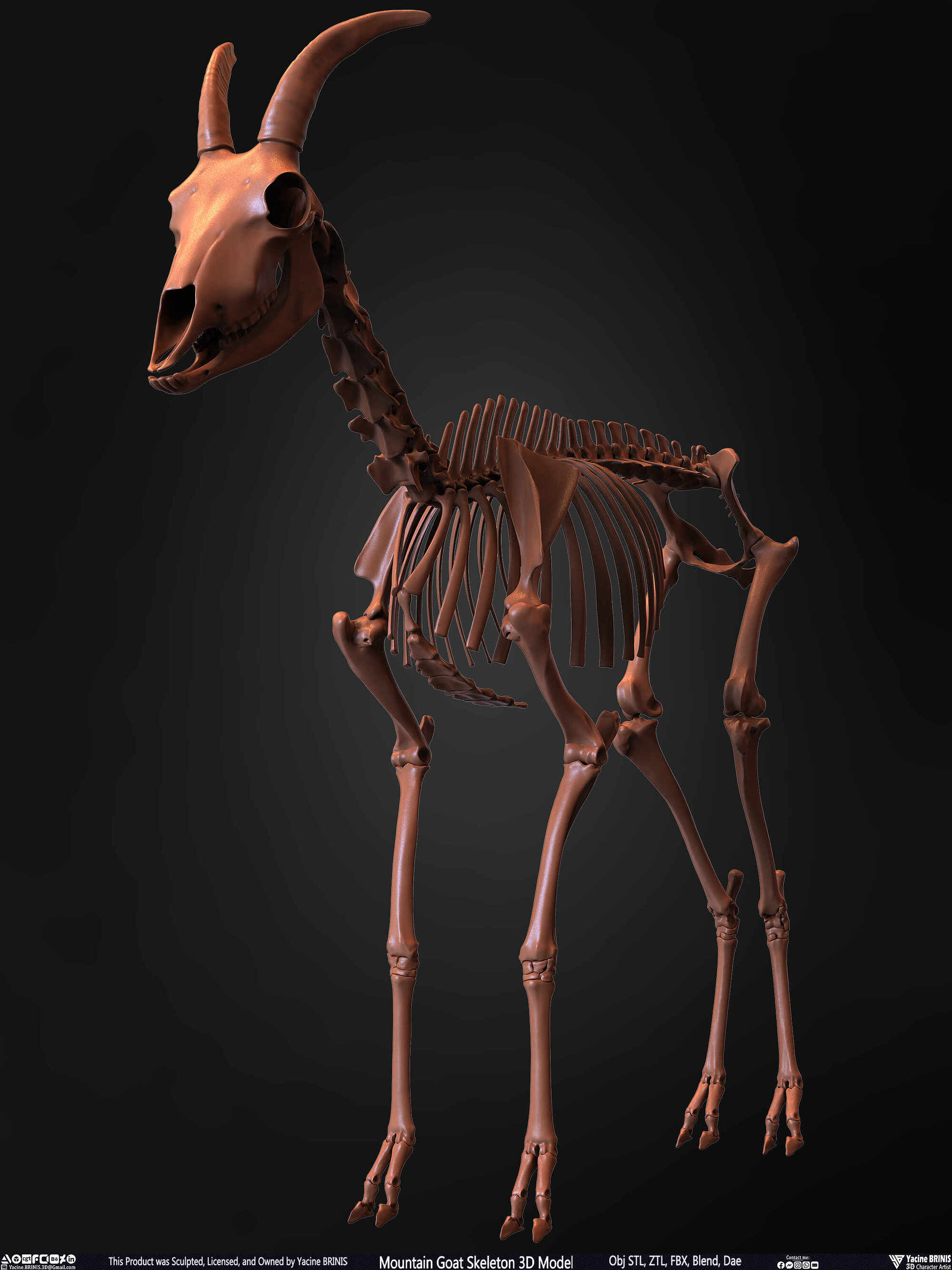 Mountain Goat Skeleton 3D Model - ZBrushCentral