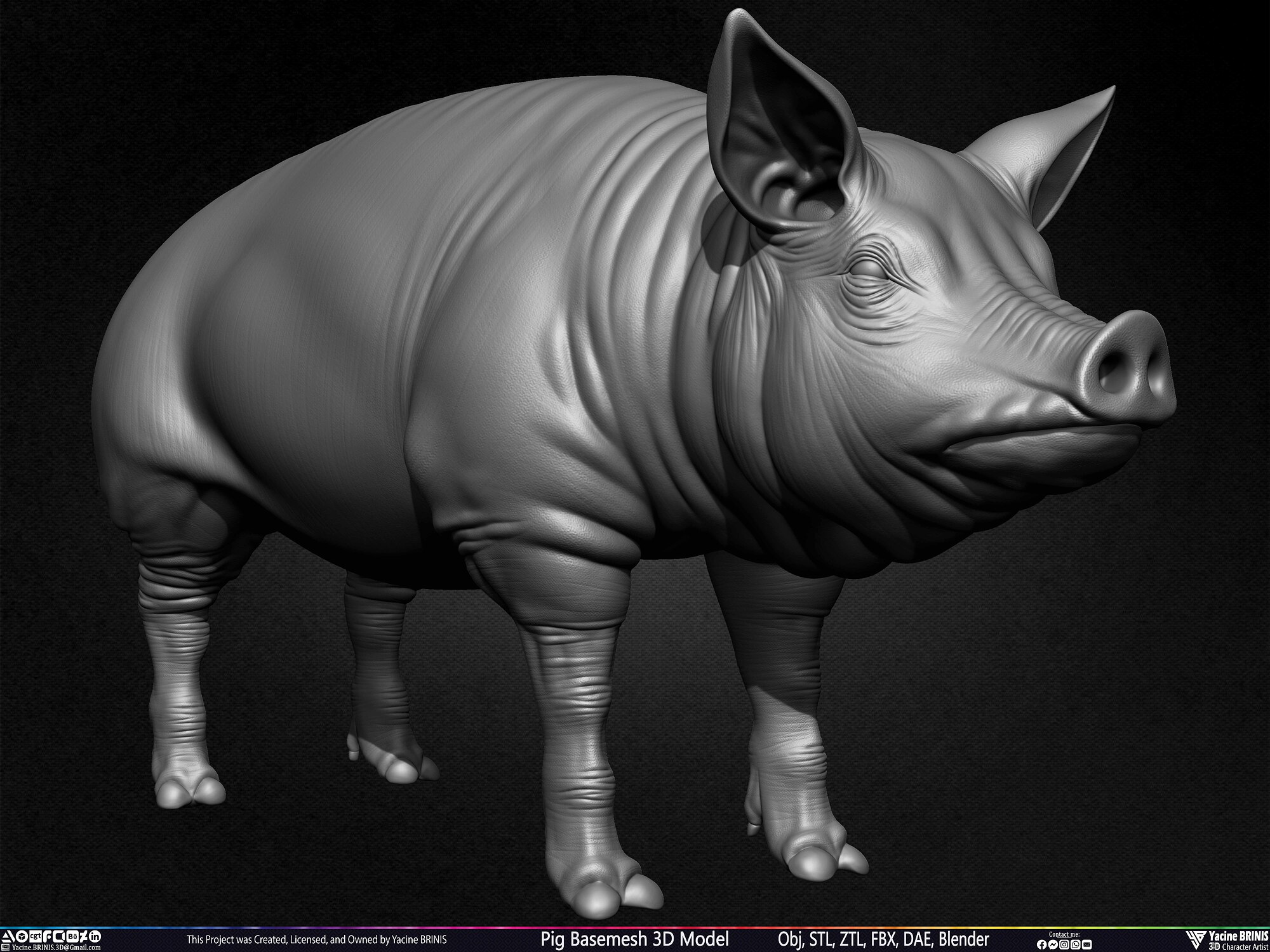 Pig Basemesh 3D Model - ZBrushCentral