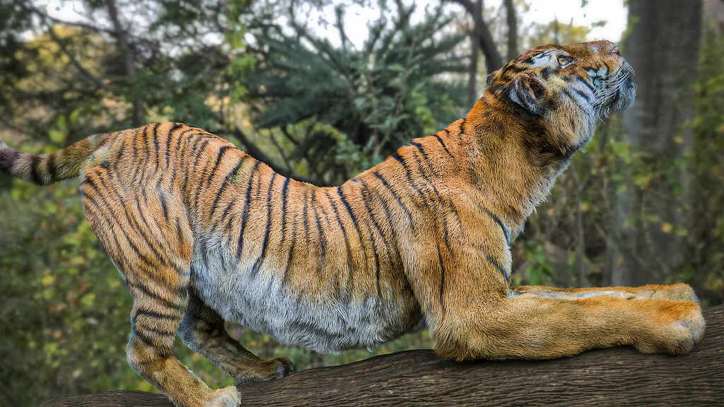 Tiger Anatomy Study - ZBrushCentral