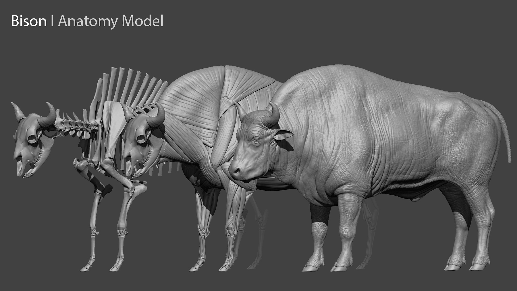 Bison Anatomy Model for Artist - ZBrushCentral