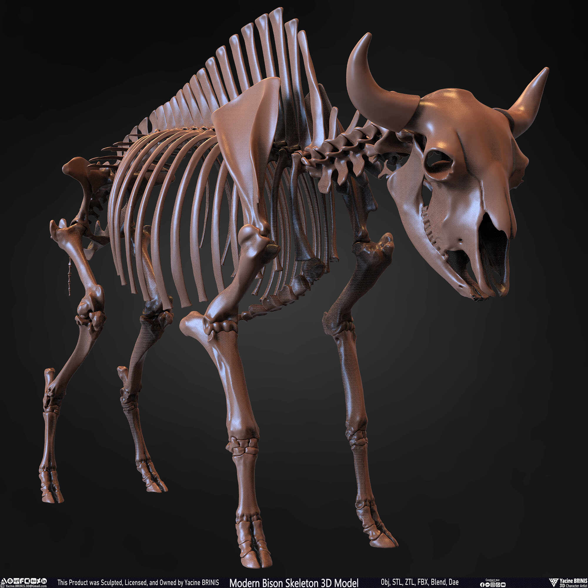 Modern Bison Skeleton 3D Model - ZBrushCentral