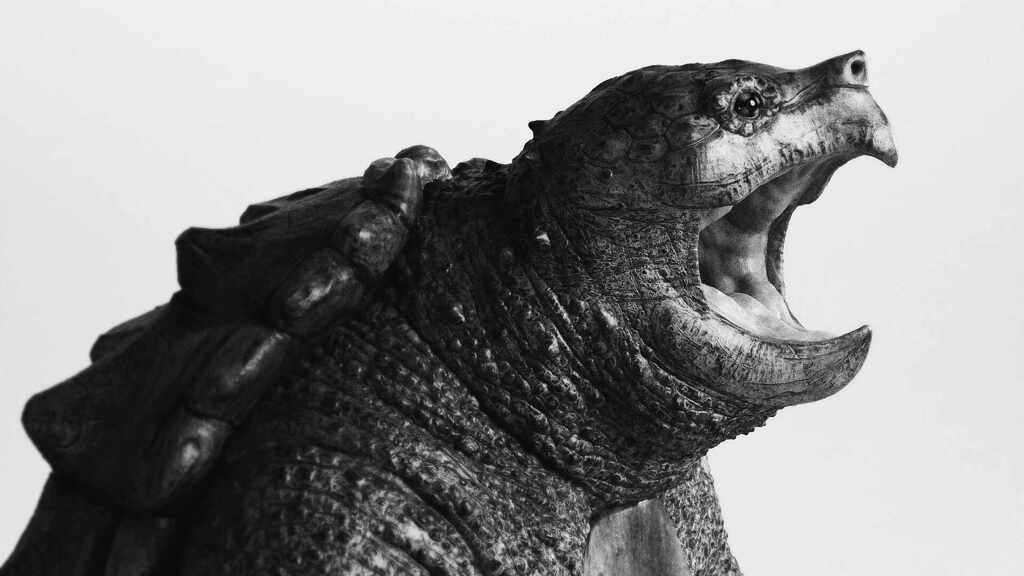 Alligator Snapping Turtle - ZBrushCentral