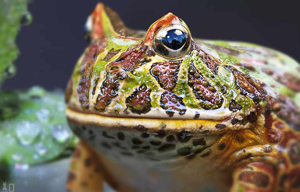 Horned Frog - ZBrushCentral