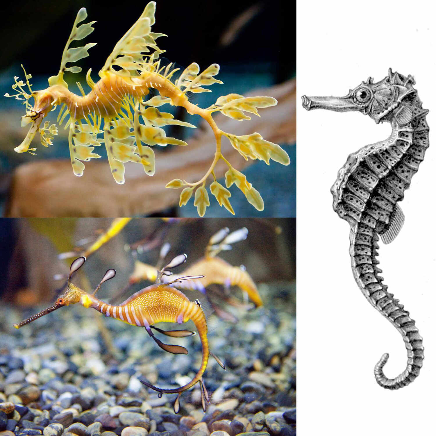 Sea Dragon Coin - ZBrushCentral