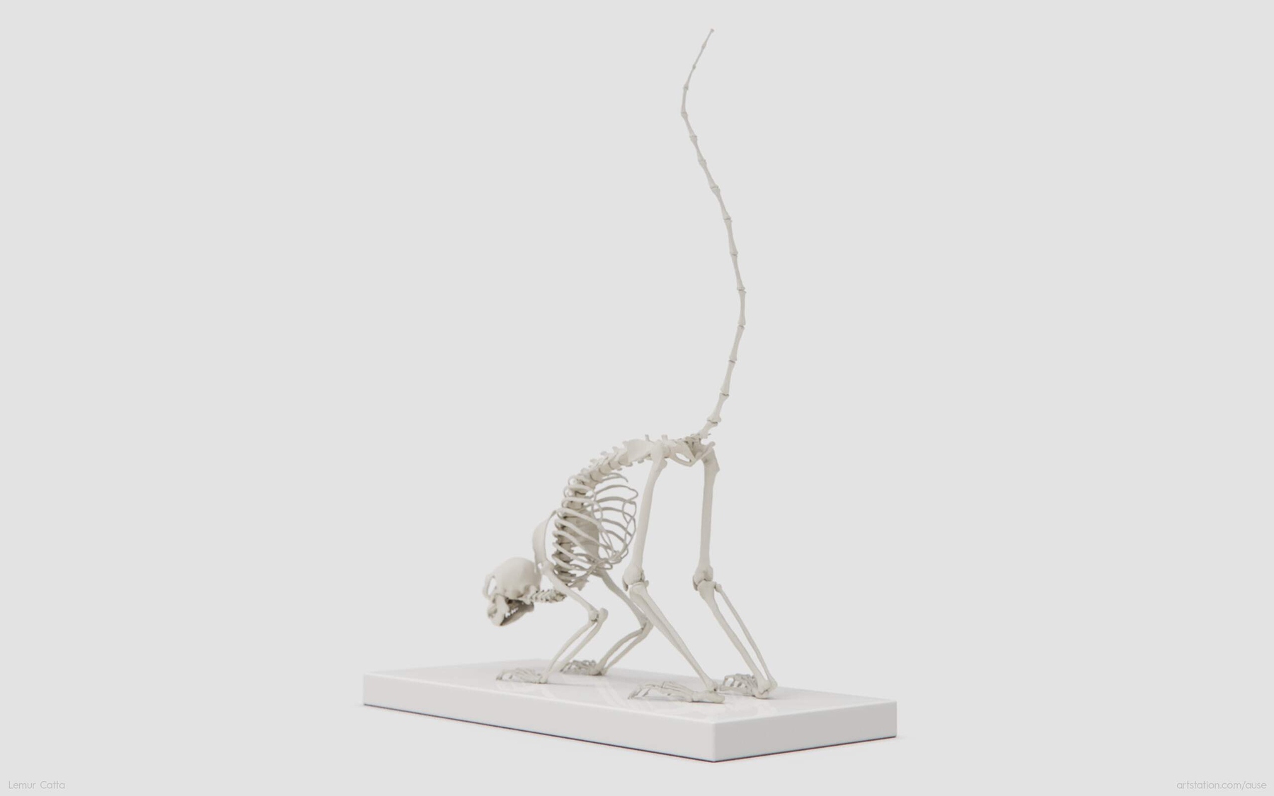 Lemur Skeleton - ZBrushCentral