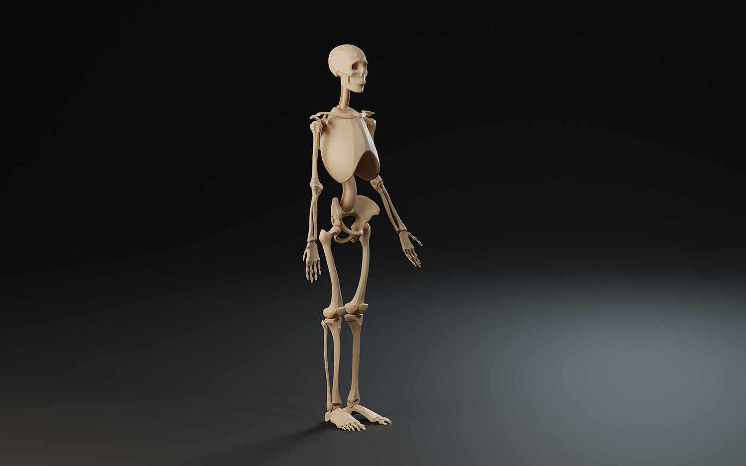 Skeleton Anatomy Study - ZBrushCentral