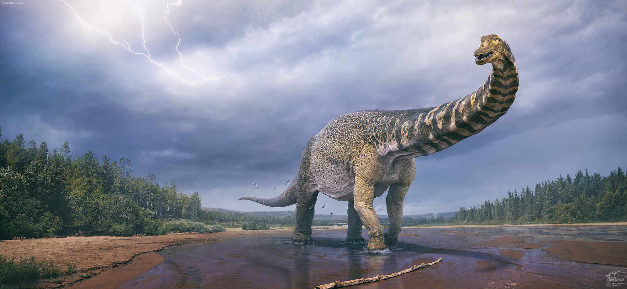 Cooper. Australotitan cooperensis. Reconstruction and LIFE-SIZE ...