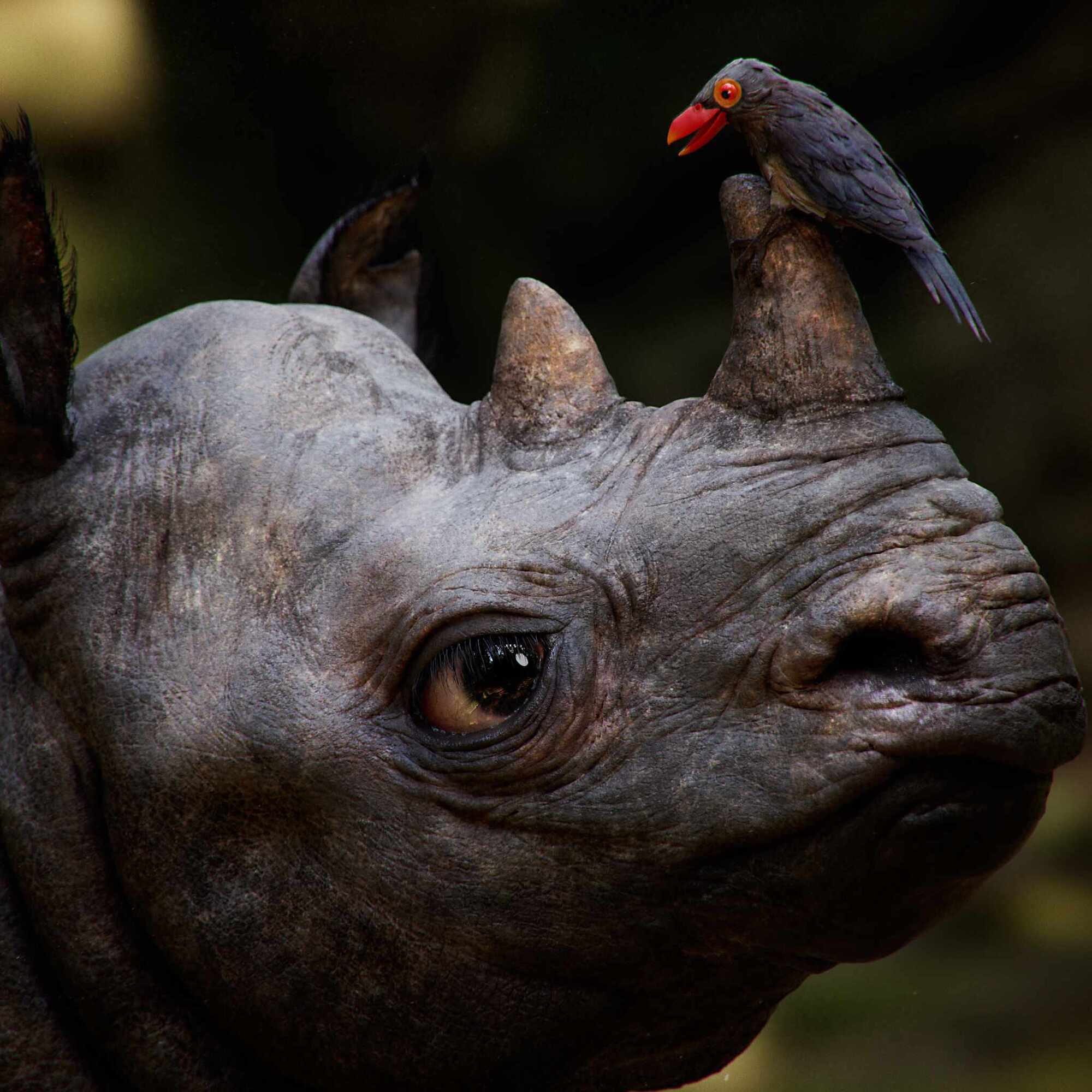 Rhino and Oxpecker - ZBrushCentral