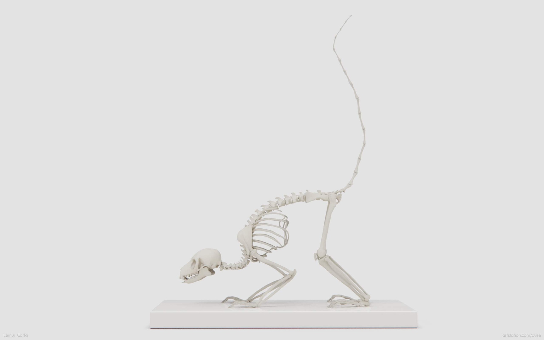 Lemur Skeleton - ZBrushCentral