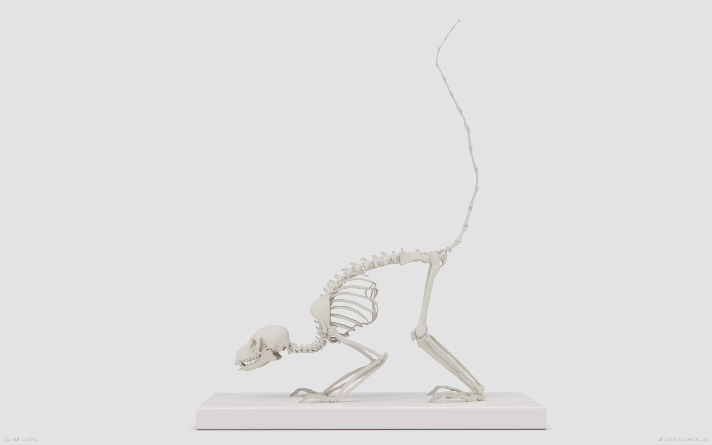 Lemur Skeleton - ZBrushCentral