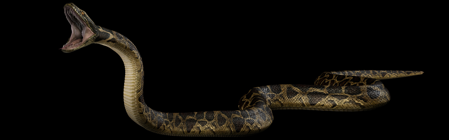 INDIAN PYTHON SNAKE - ZBrushCentral