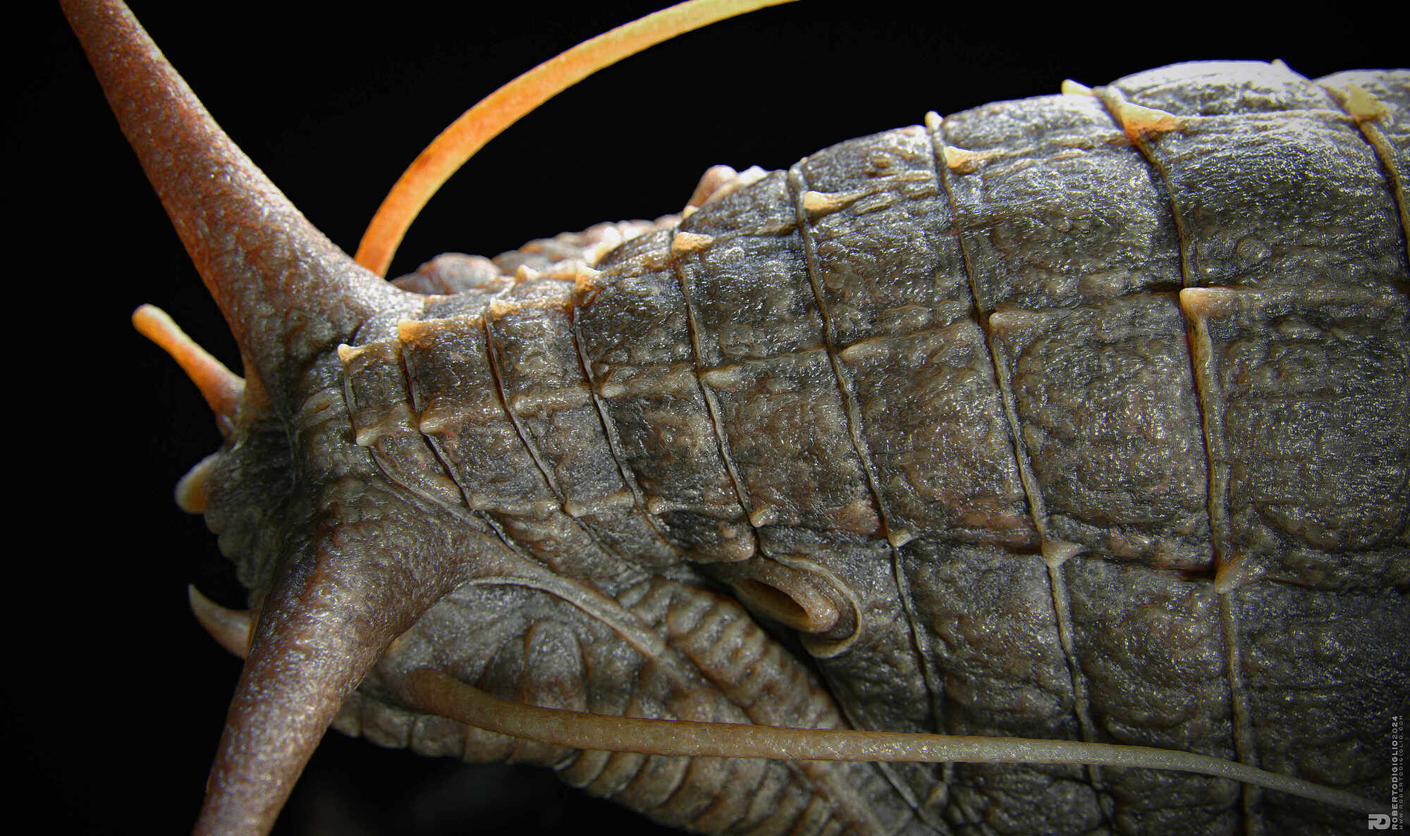 Limax Magnodentis - ZBrushCentral