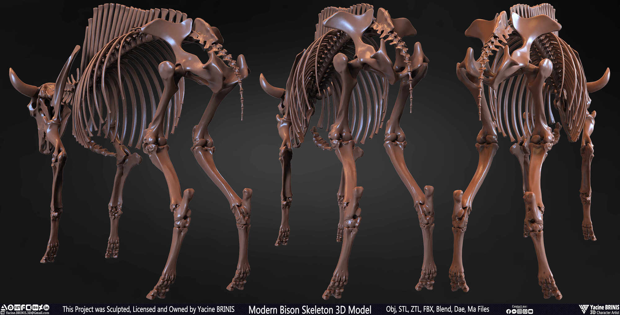 Modern Bison Skeleton 3D Model - ZBrushCentral