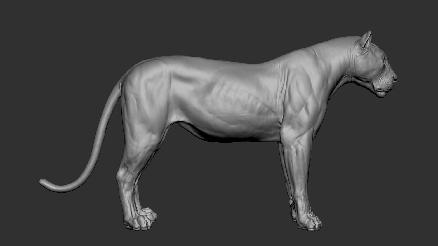 Lioness anatomy study - ZBrushCentral