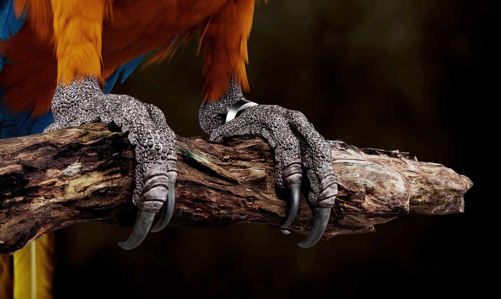 The Macaw Project - ZBrushCentral