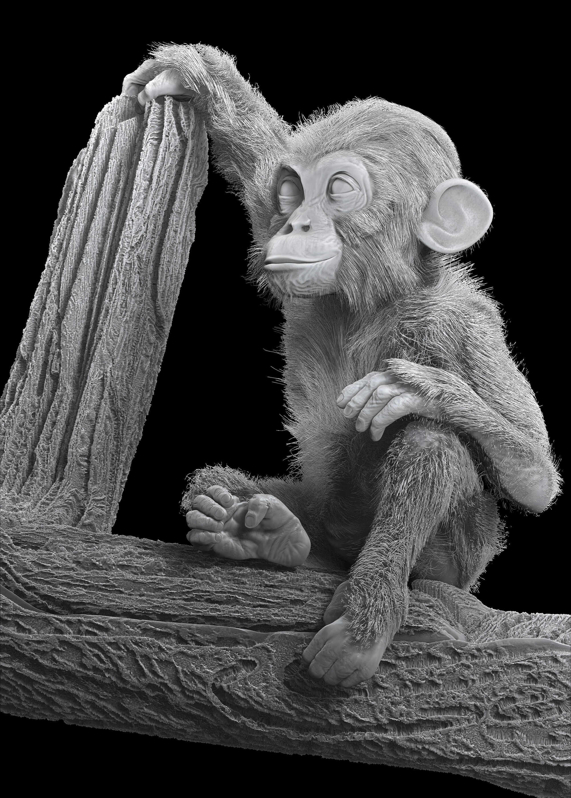 Chimp Love - ZBrushCentral