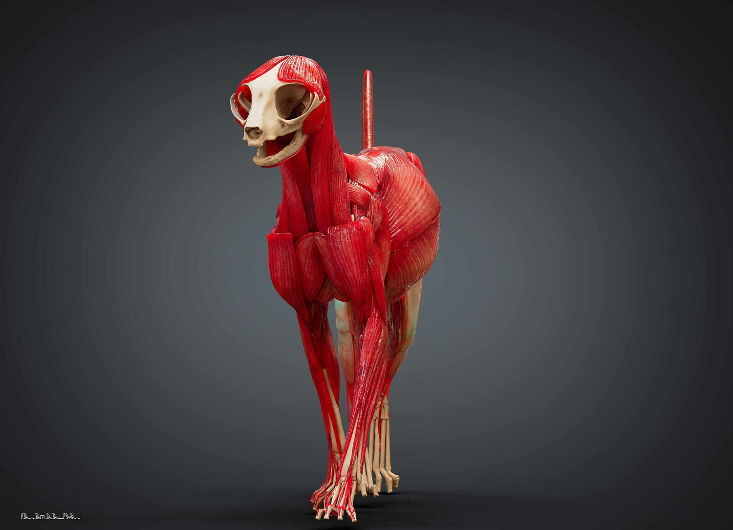 Sphinx cat - ZBrushCentral