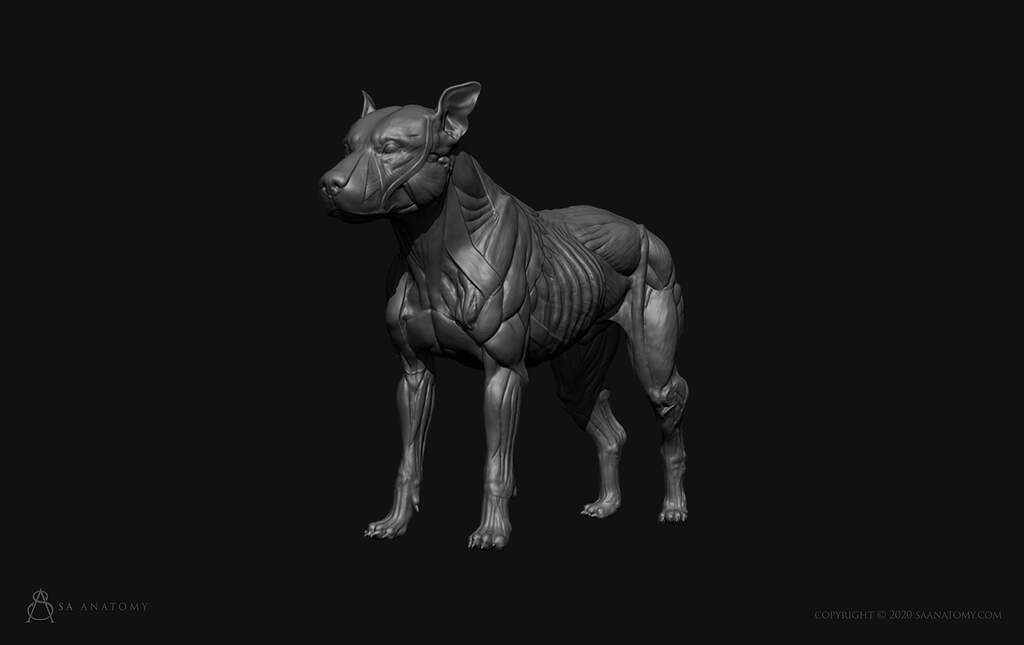 Canine ecorshe study - ZBrushCentral