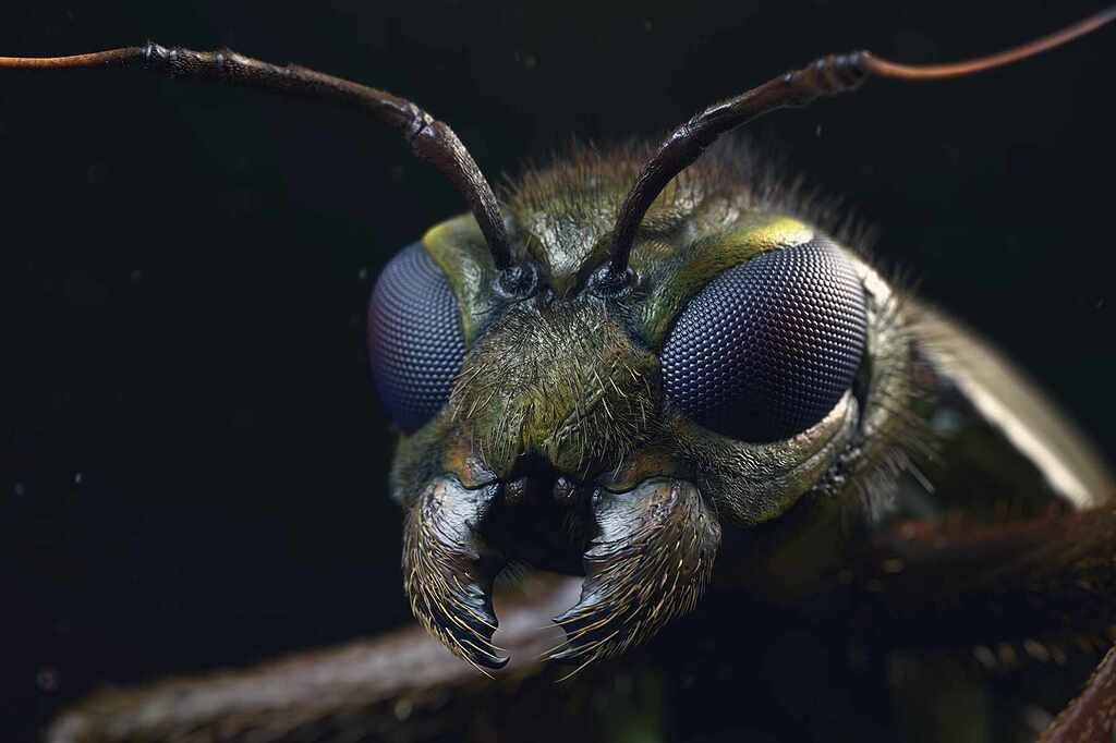 Insect head closeup! - ZBrushCentral