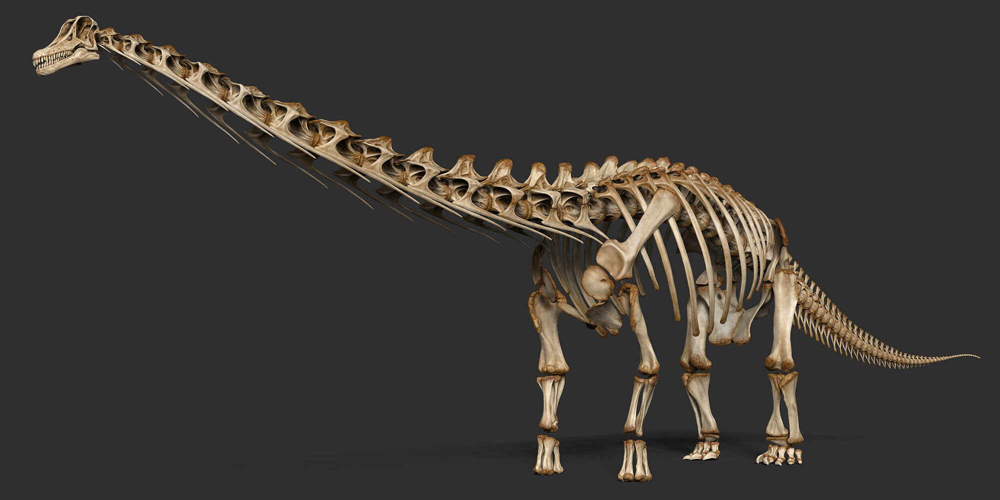 Cooper. Australotitan cooperensis. Reconstruction and LIFE-SIZE ...