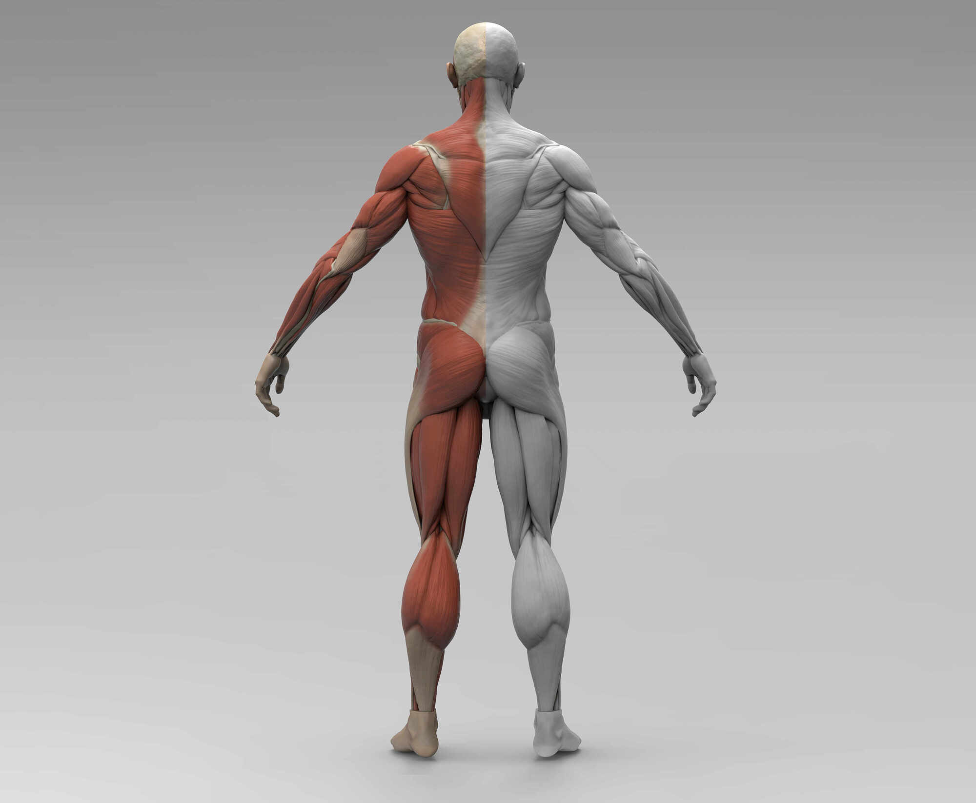 First Male Ecorche - ZBrushCentral