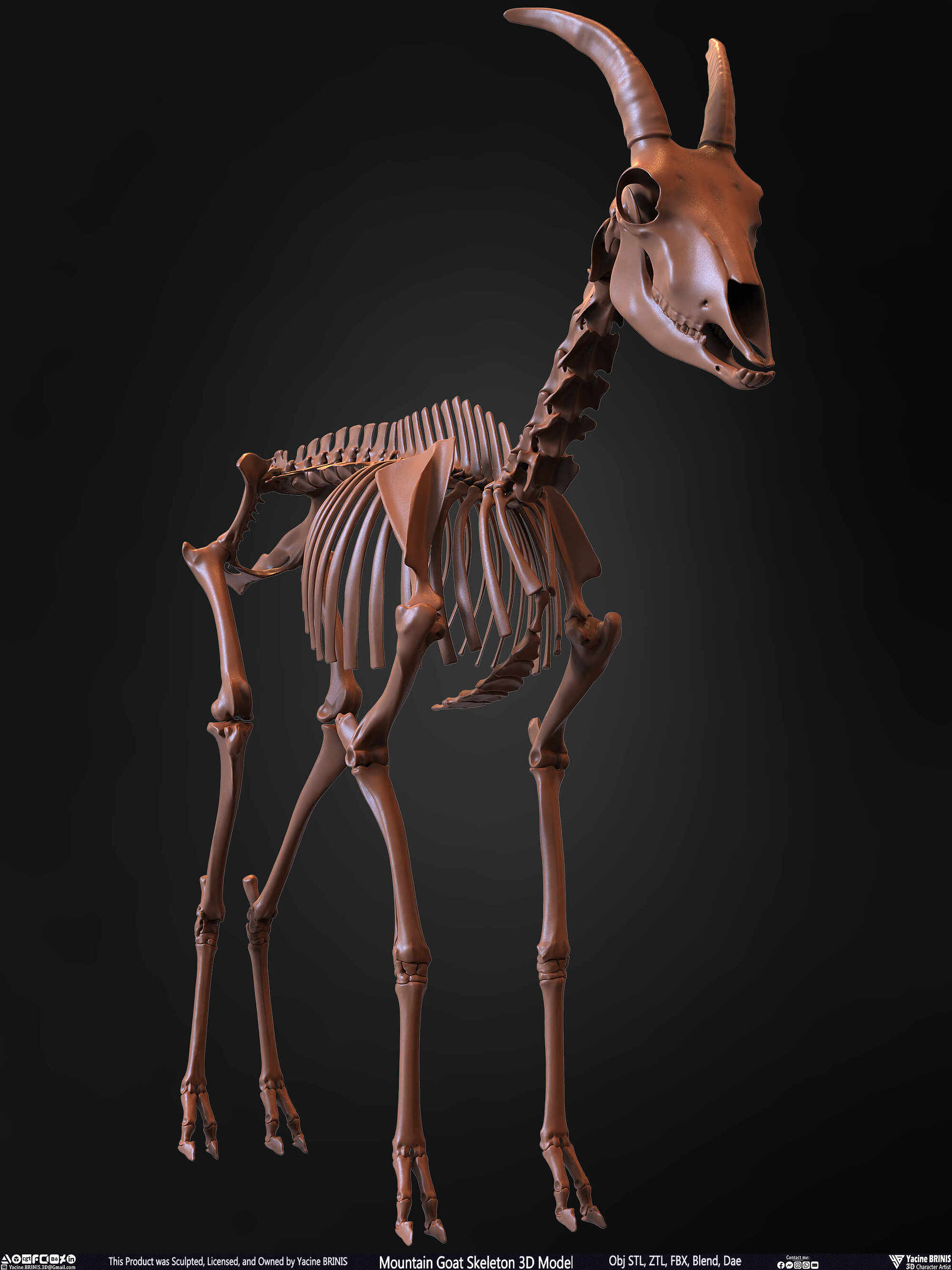 Mountain Goat Skeleton 3D Model - ZBrushCentral