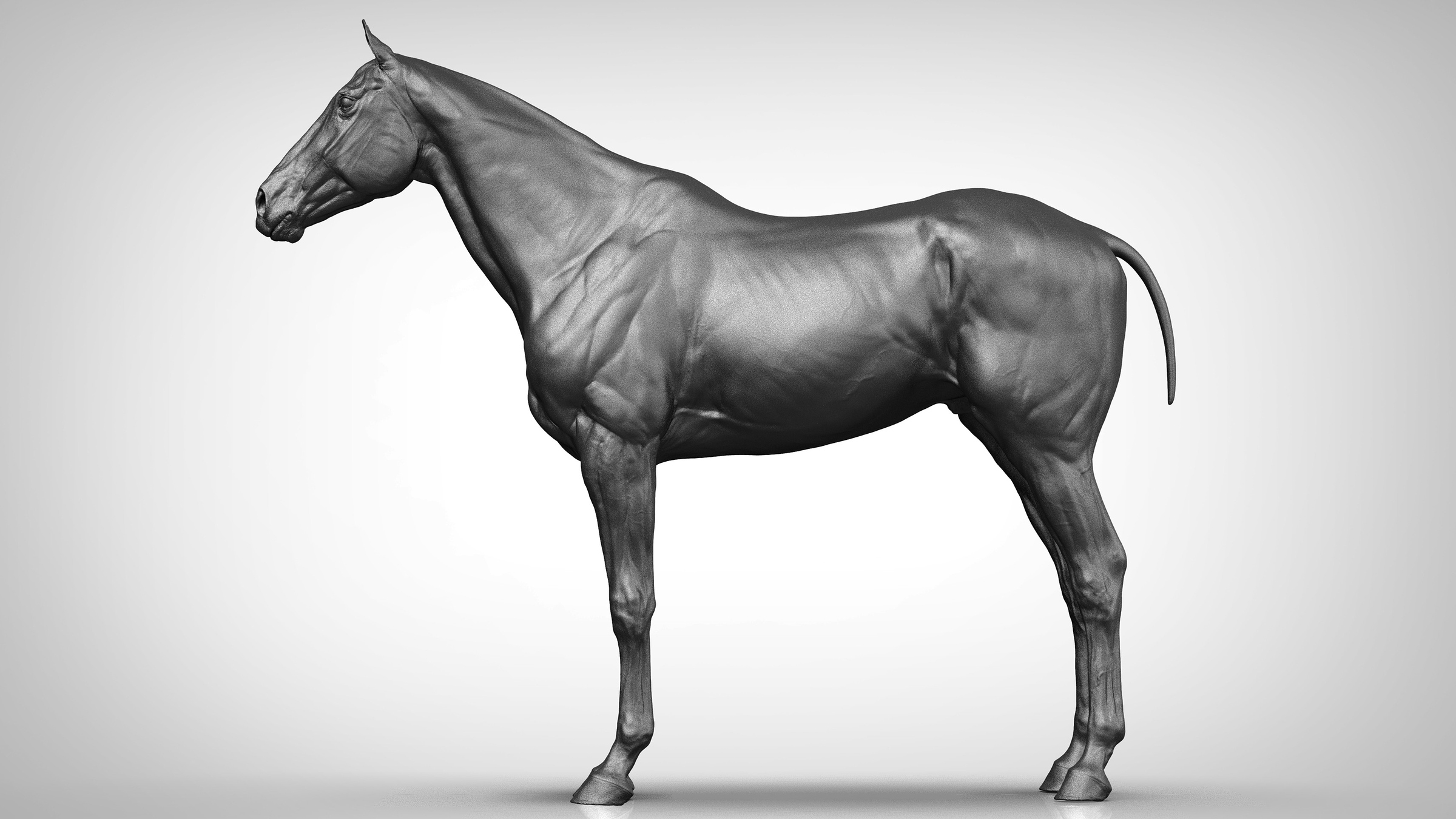Horse Anatomy Eqine Ecorche - ZBrushCentral