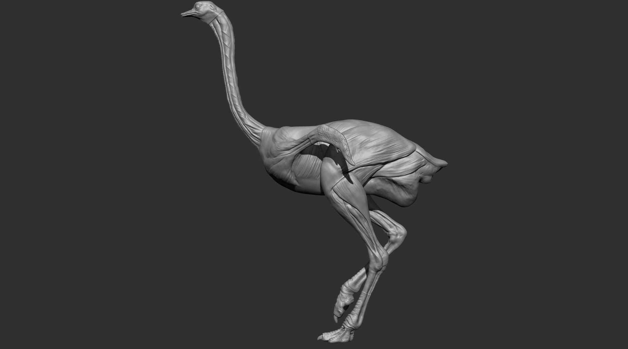 Ostrich Anatomy - ZBrushCentral