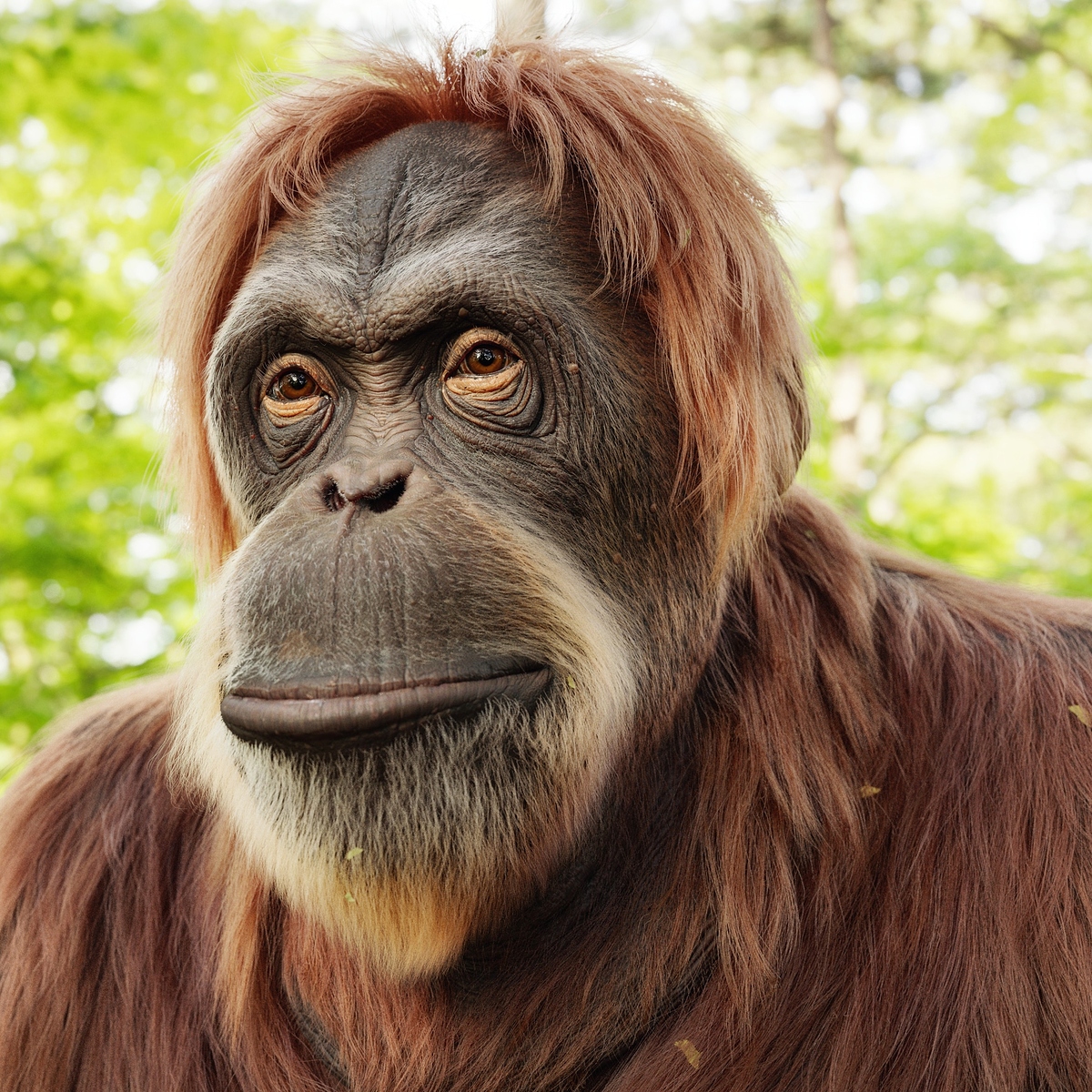 OrangOutan - ZBrushCentral