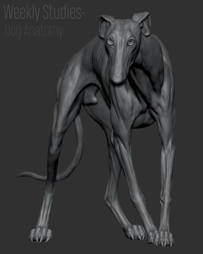 Weekly Study- GreyHound Sculpting - ZBrushCentral