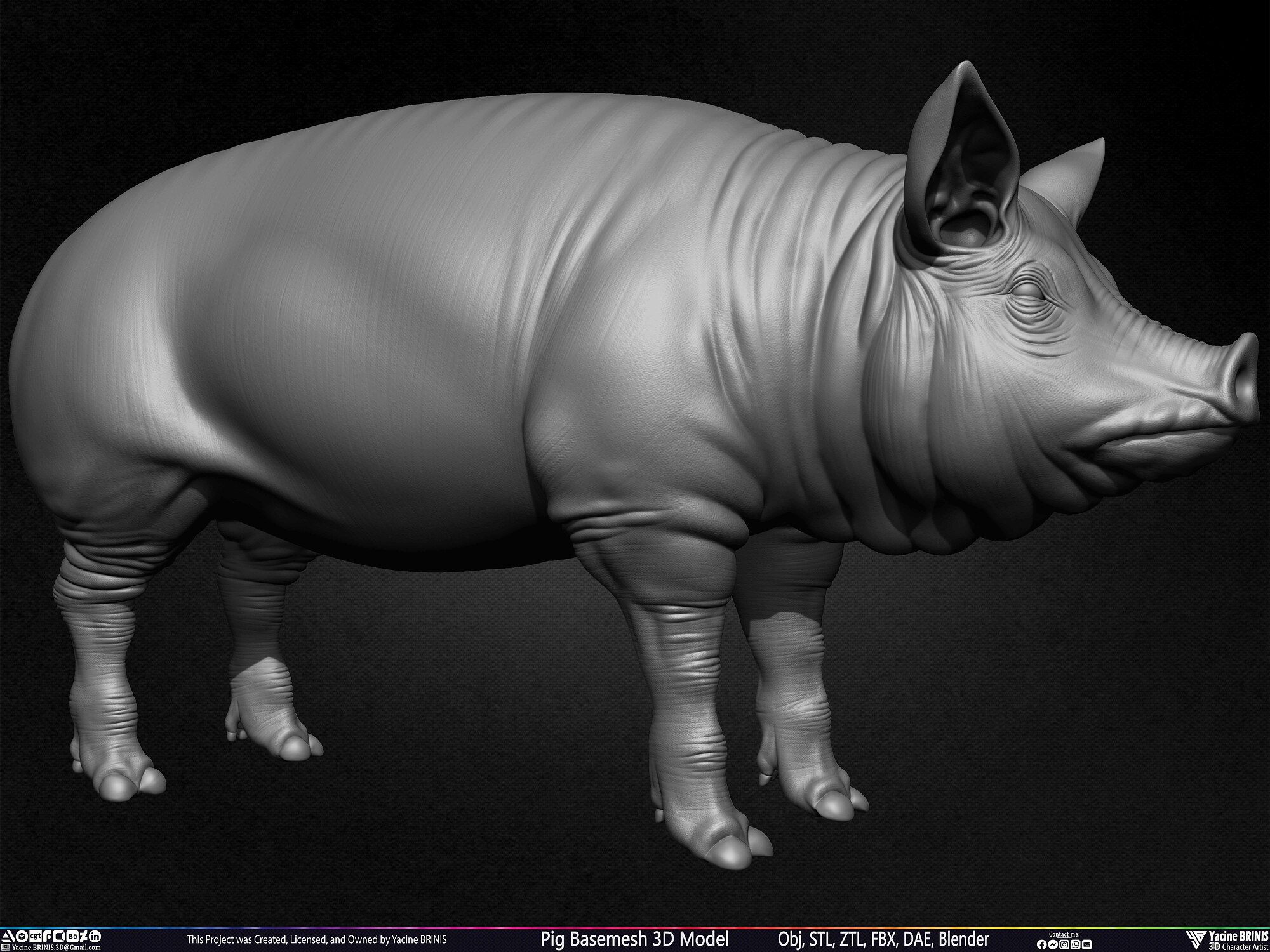 Pig Basemesh 3D Model - ZBrushCentral