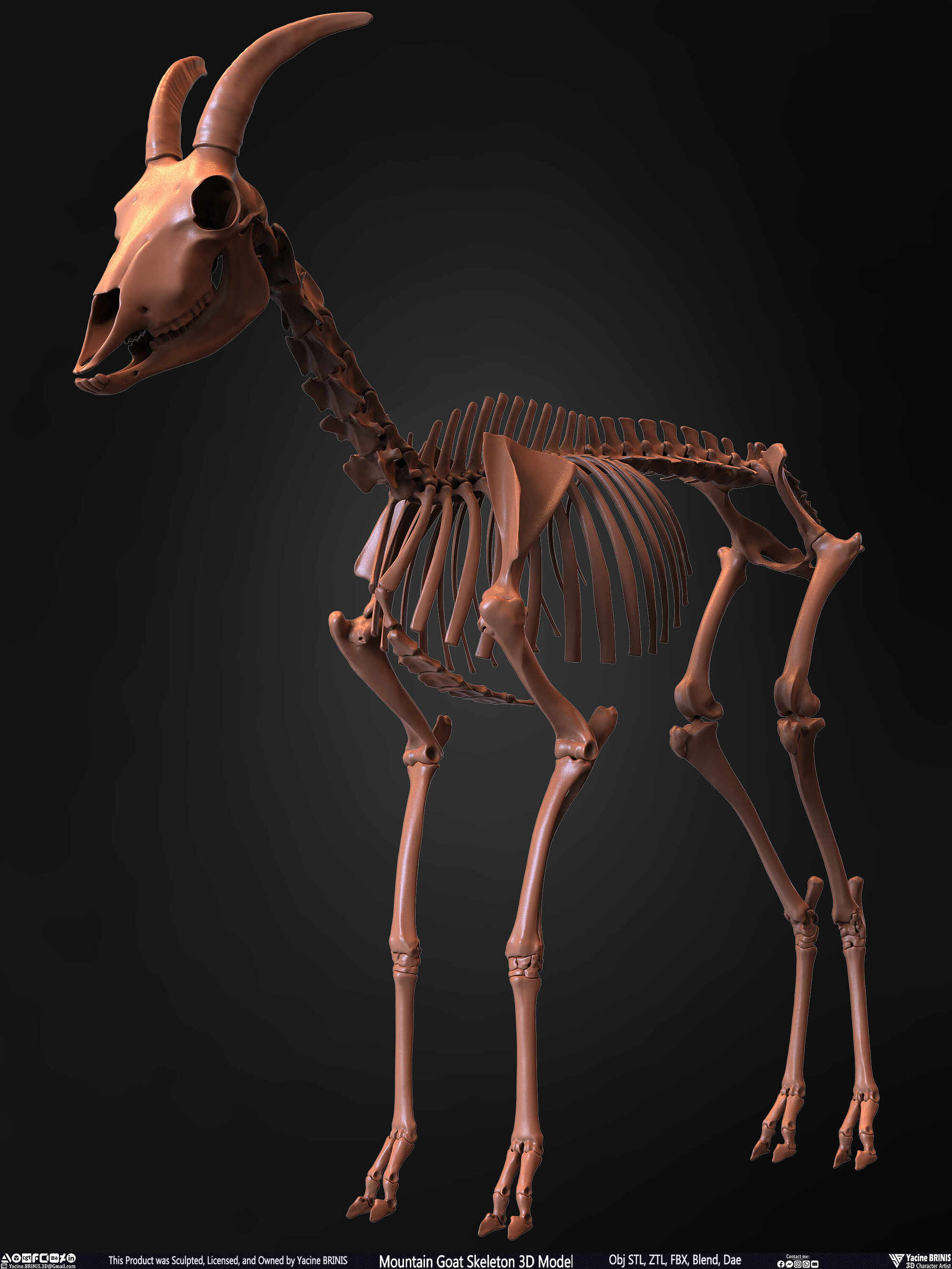 Mountain Goat Skeleton 3D Model - ZBrushCentral