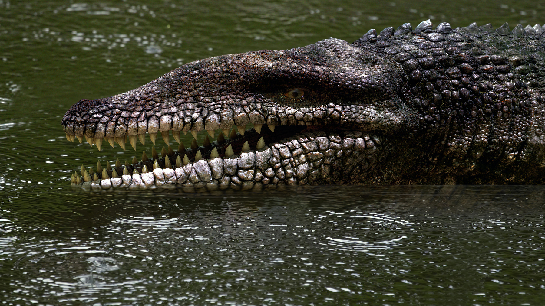 Dakosaurus - ZBrushCentral