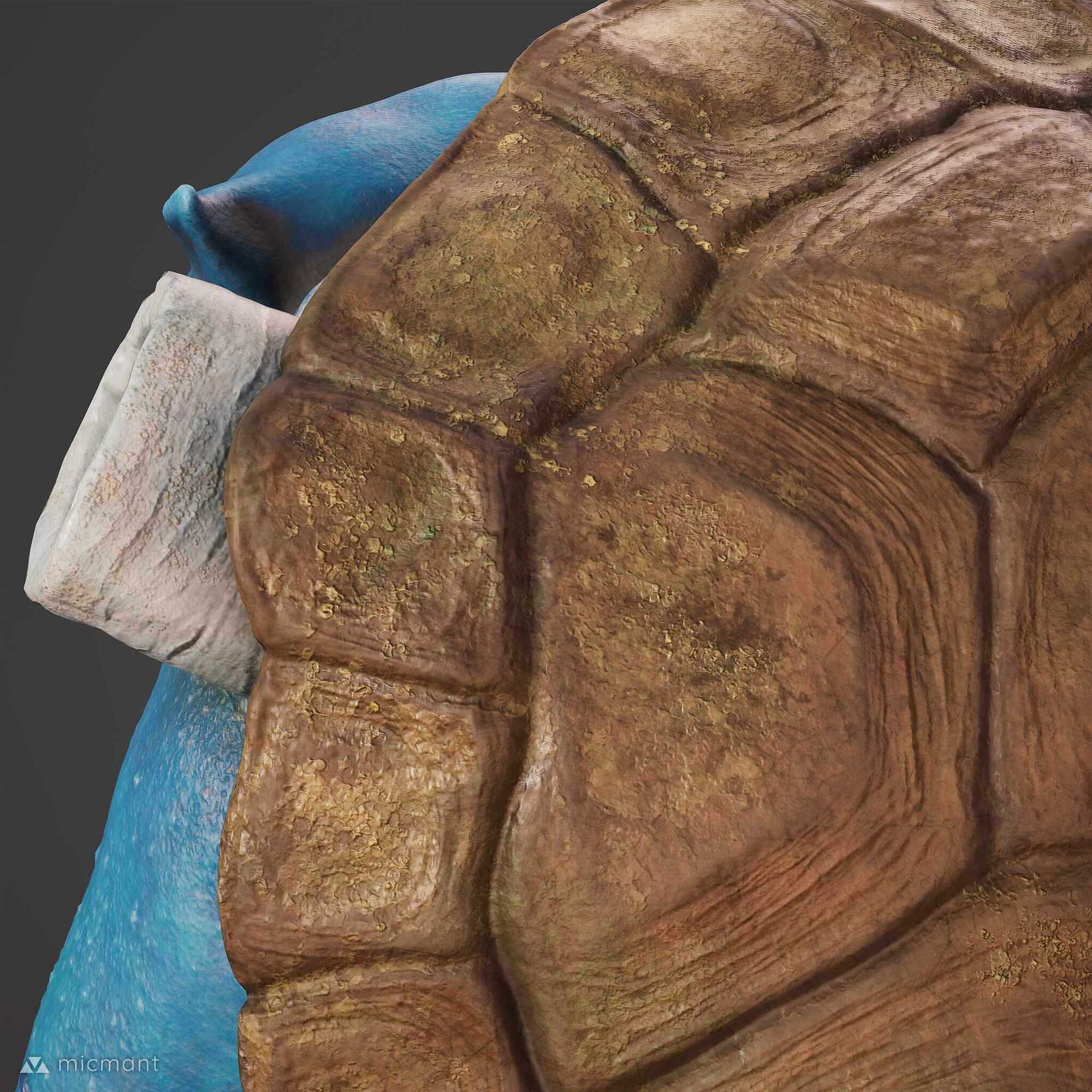 Realistic Blastoise - Pokémon Fanart - ZBrushCentral